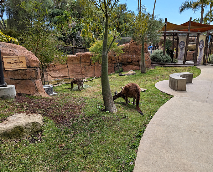 Even the kangaroos in Santa Barbara live the good life! The zoo offers surprising animal encounters with some of the best real estate views in town.