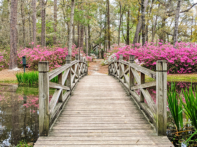Azalea Park's wooden bridge invites visitors to cross into a world where nature shows off more colors than your grandmother's collection of holiday sweaters.