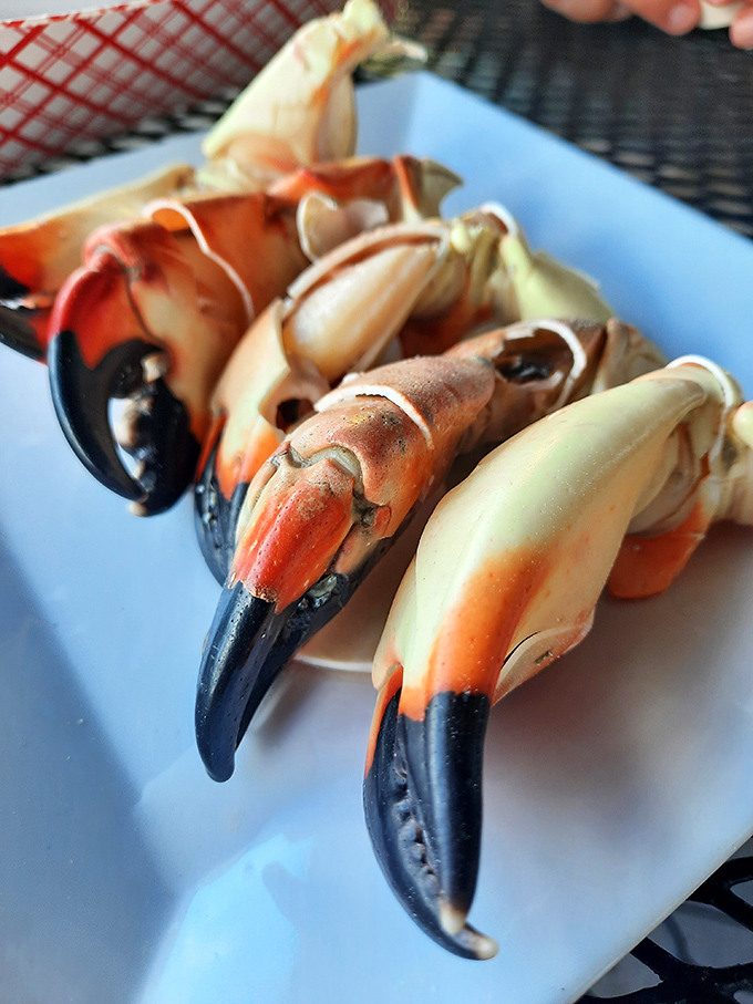 Stone crab claws: Nature's perfect finger food. Like lobster's cooler cousin who moved to Florida and never looked back.