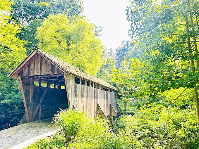 Golden sunlight transforms ordinary wooden planks into something that belongs in a photography gallery. 