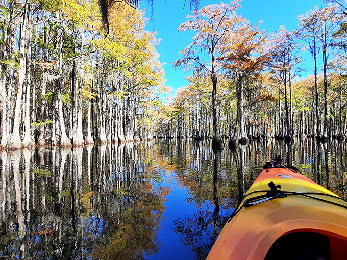 Paddler's paradise: gliding through golden cypress corridors feels like navigating through liquid amber, nature's own time capsule.
