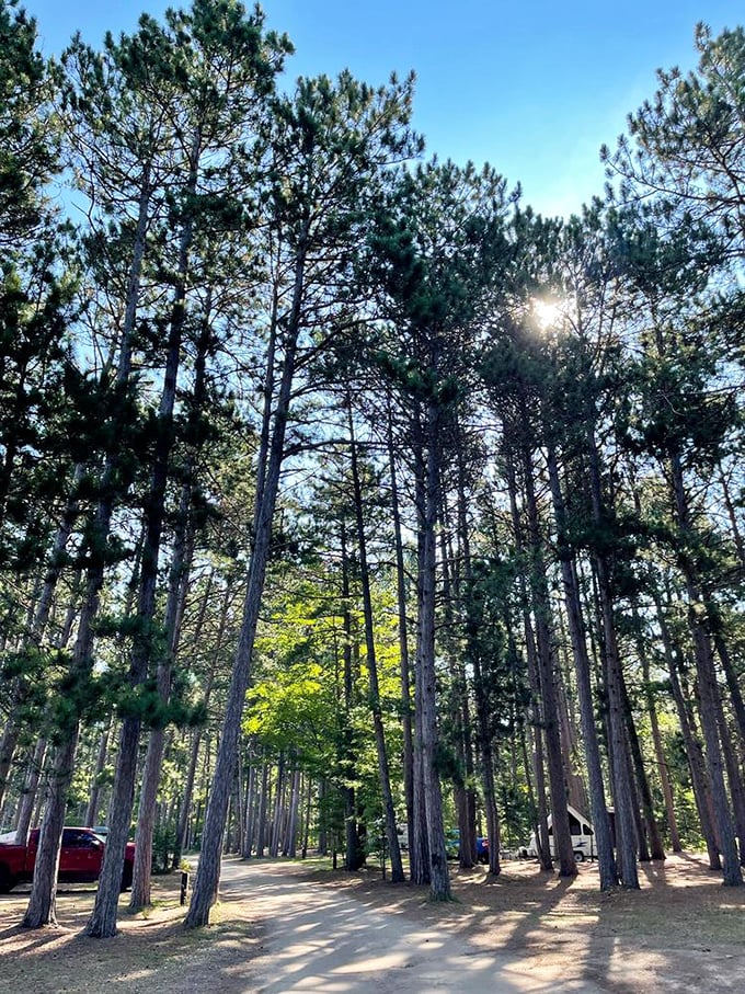 Towering pines stand like nature's skyscrapers, their vertical ambition creating a peaceful forest metropolis where sunlight becomes a precious commodity.