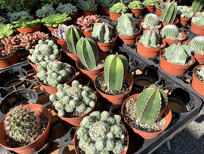 Desert beauties in terracotta pots offer low-maintenance companionship for busy California lifestyles.