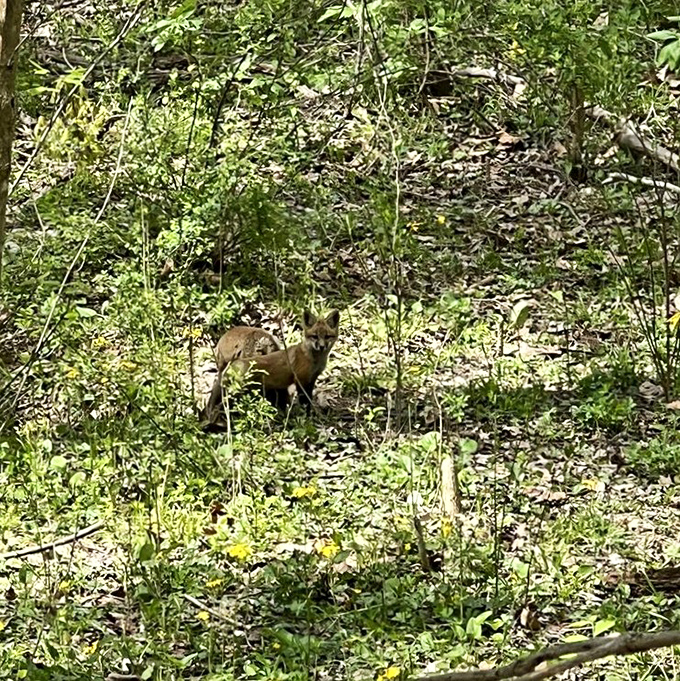Wilderness paparazzi moment! This fox didn't sign a release form, but graciously posed anyway &ndash; Indiana wildlife at its most photogenic.