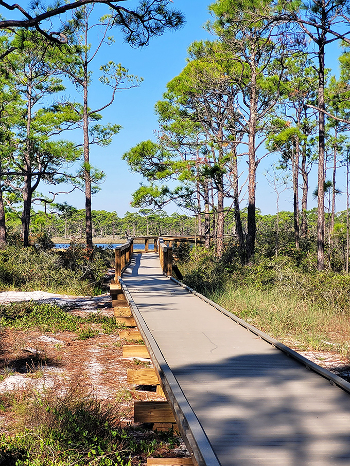 Nature's boardwalk highway cuts through slash pines standing like sentinels, guarding ecosystems that have thrived here for millennia.