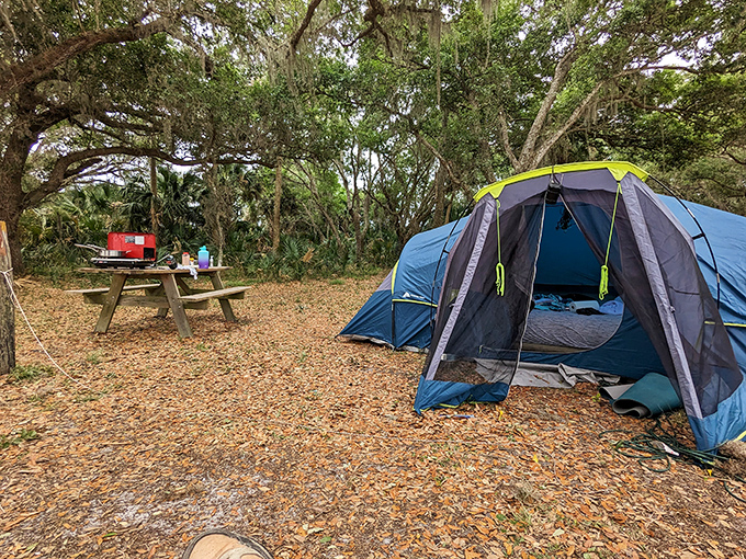 Camping beneath Spanish moss feels like sleeping in a Southern Gothic novel. Just add a flashlight, ghost stories, and that inexplicable rustling sound that's probably just a raccoon.