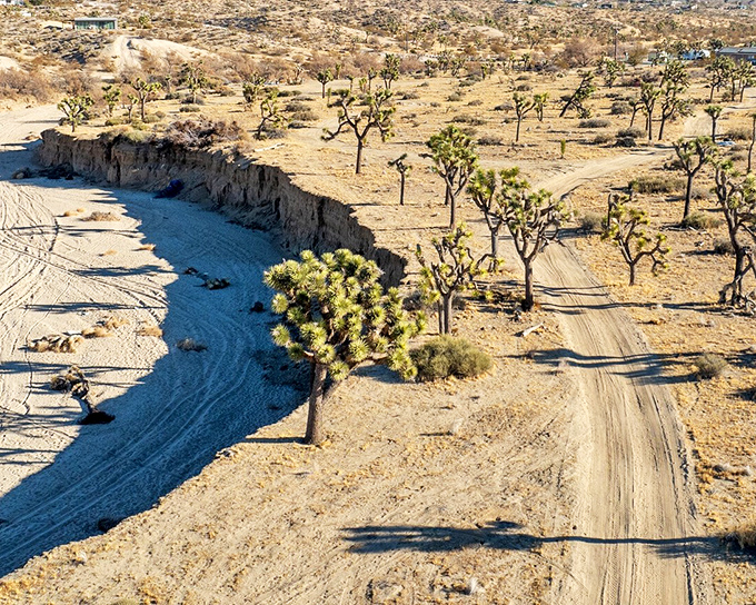 Nature's own sculpture garden. Joshua trees dot the landscape like sentinels from another time, creating an otherworldly backdrop for off-road adventures just minutes from town.