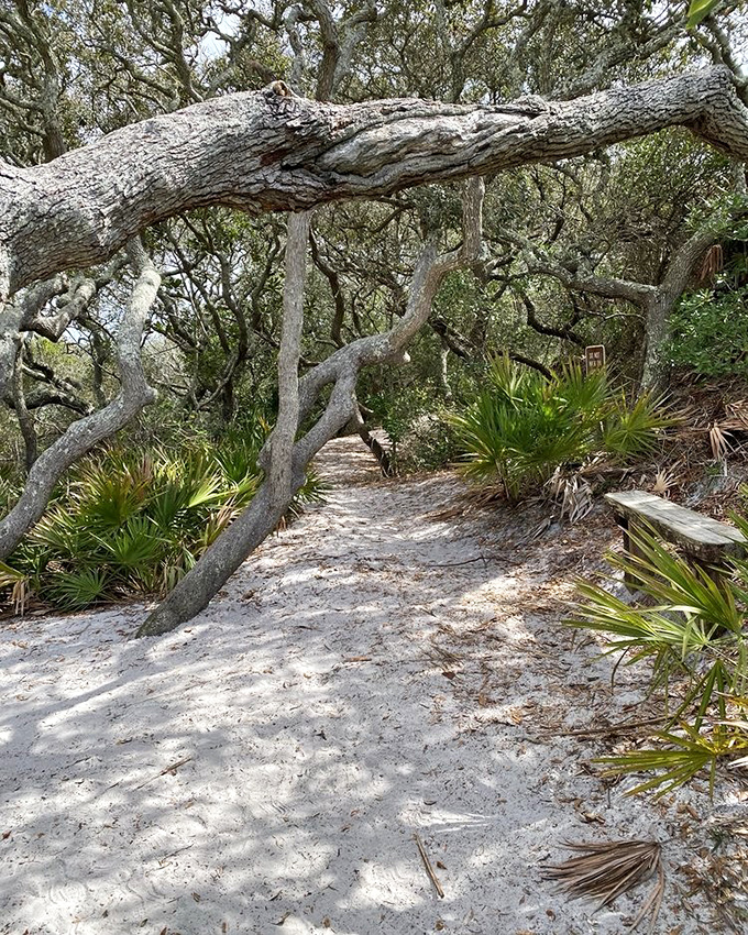 Nature's archway: The twisted oak branches create a natural gateway on this trail, as if the forest is formally inviting you in.
