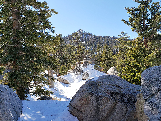 Winter transforms San Jacinto into a snow globe you can actually walk through. Just two hours from palm trees, yet you'll need mittens!