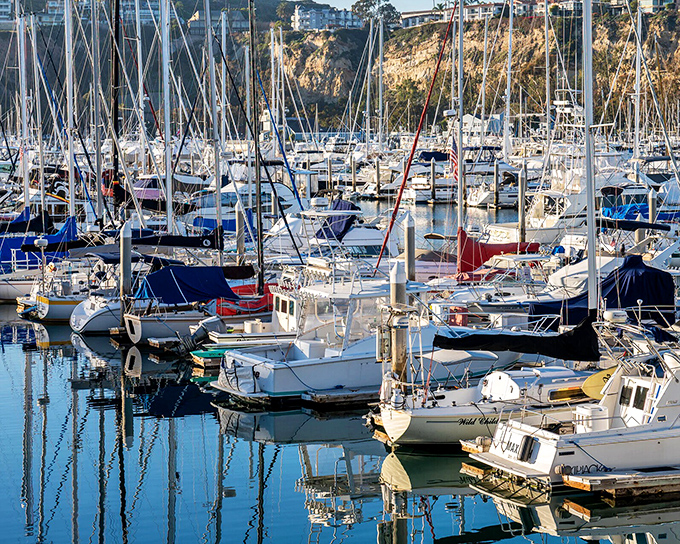 Forest meets ocean at Dana Point Harbor, where sailboat masts create a geometric forest against the backdrop of golden California cliffs.