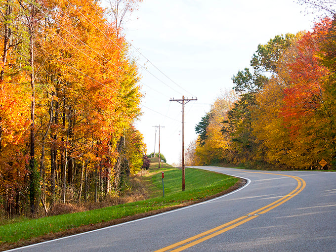 Golden hour transforms ordinary trees into extraordinary sentinels. The road ahead promises adventures worth the gas money.