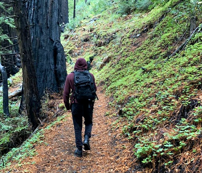 Walking through redwood groves where the dappled sunlight plays hide-and-seek. Nature's cathedral, no reservation required.