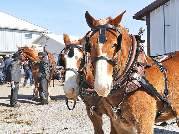 These magnificent draft horses aren't just for show&mdash;they're working partners in a farming tradition that values relationship over horsepower ratings.