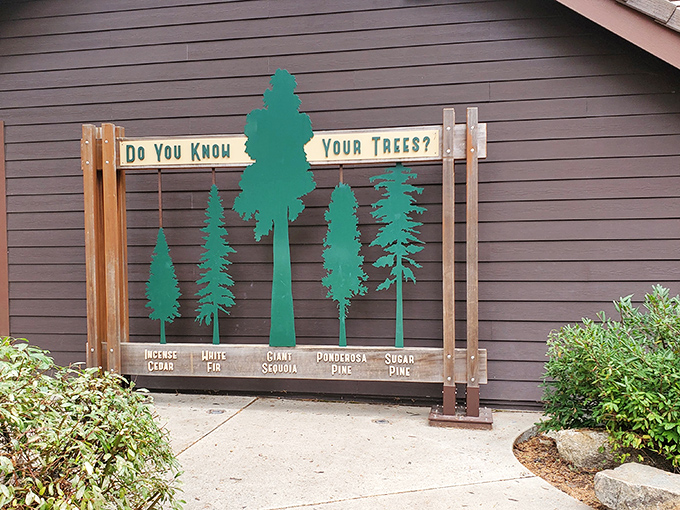 "Do You Know Your Trees?" &ndash; spoiler alert: after seeing these giants, you'll realize you don't.