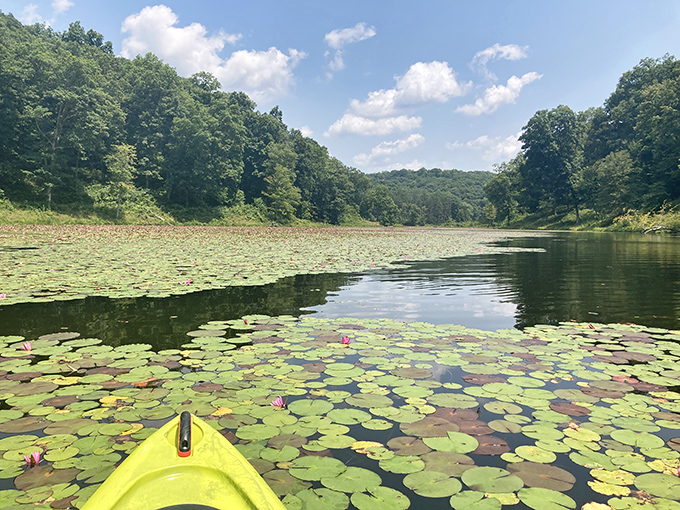 Paddling through lily pads feels like navigating a Monet painting. The kayak's yellow bow adds just the pop of color this masterpiece needed.