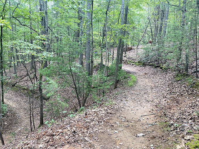 Little Mountain Trail winds through sun-dappled woods, offering the kind of natural therapy session no couch could ever provide.