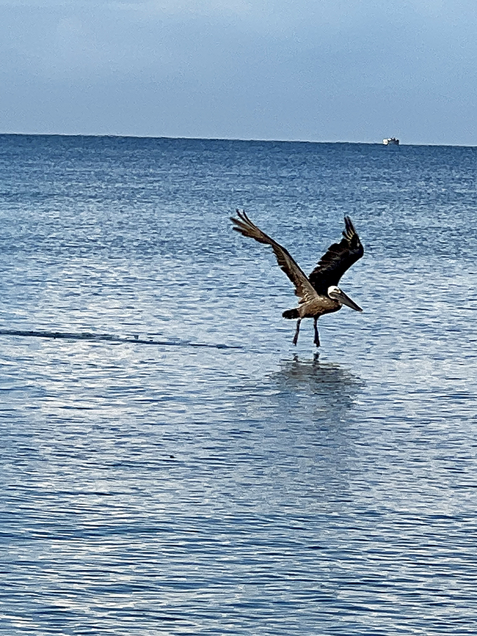 Excuse me, do you have a fishing license for those waters? This pelican, nature's original beach patrol, skims the surface with professional precision.