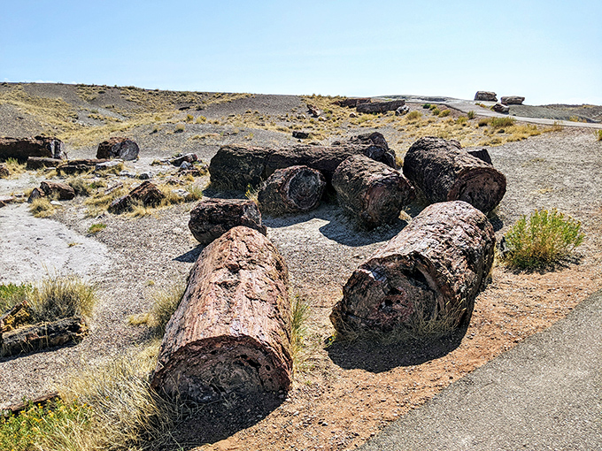 Trees that turned to gemstones while waiting for their Uber. These petrified logs are nature's way of showing off 200 million years of patience. 
