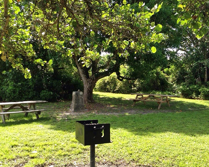Lunch with a side of serenity: This picnic area proves that even a simple sandwich tastes better when served under a canopy of sea grape leaves.