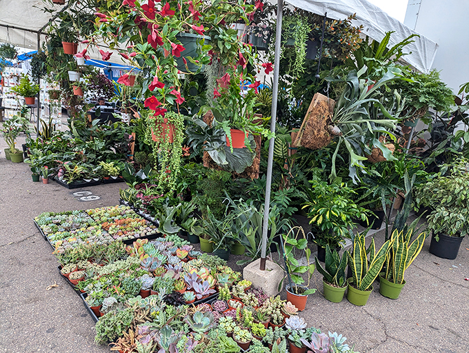 An urban jungle of succulents and hanging plants. The perfect place to find greenery that might actually survive your questionable nurturing skills.
