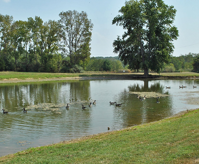 A serene pond where local waterfowl hold their daily conventions. The ducks clearly know they've got prime real estate.