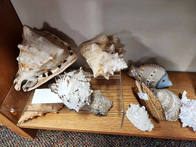 Seashells whisper tales of distant shores, patiently waiting on wooden shelves for someone to bring them home to landlocked Ohio.