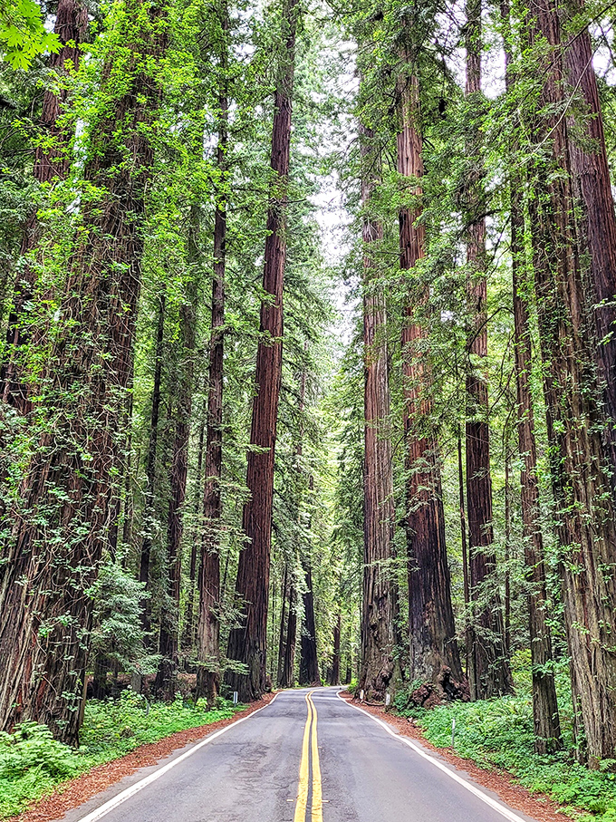 The ultimate green tunnel where sunlight filters through like stained glass. These living skyscrapers make Manhattan's offerings seem like mere saplings.