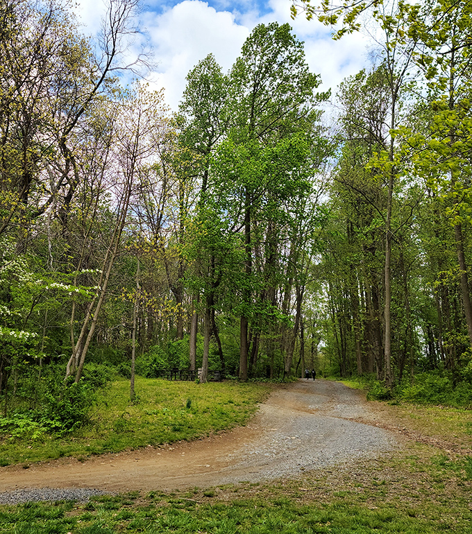 Wandering this tree-lined trail feels like stepping into a Robert Frost poem&mdash;minus the existential crisis, plus better scenery.