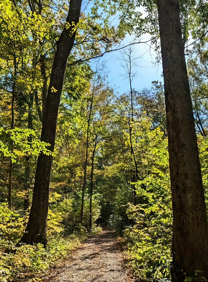 Sunlight dapples this forest trail like nature's own spotlight, guiding hikers through a cathedral of towering hardwoods.