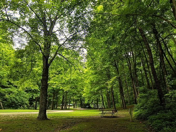 Nature's cathedral. Sunlight filters through the dense canopy, creating dappled light that turns this simple picnic area into a tranquil woodland sanctuary.