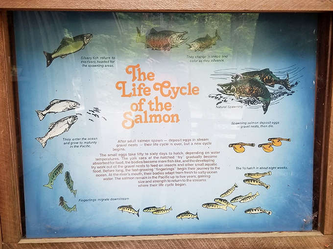 Nature's Netflix: The salmon life cycle display reminds us that the most fascinating dramas have been streaming in these waters for millennia.