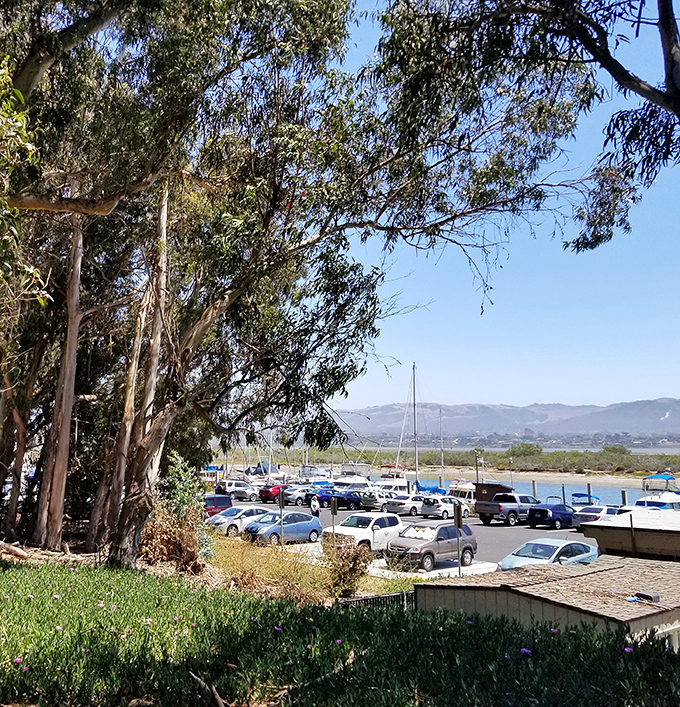 Eucalyptus trees stand guard over the marina parking lot, where adventures begin and sandy shoes are guaranteed.