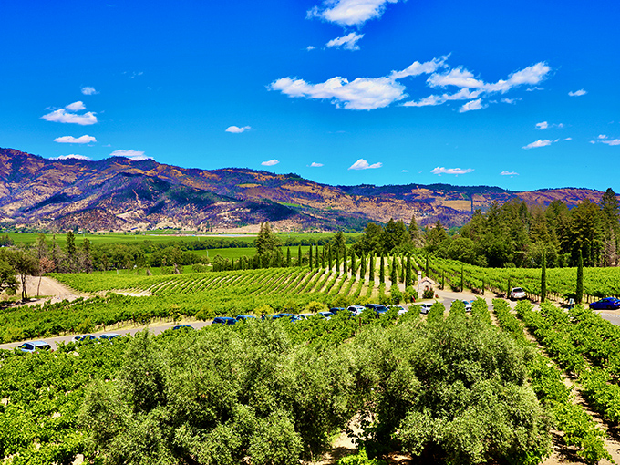 Rows of vines stretching toward mountains create the quintessential Napa panorama. It's like Tuscany decided to vacation in California and loved it so much it stayed.