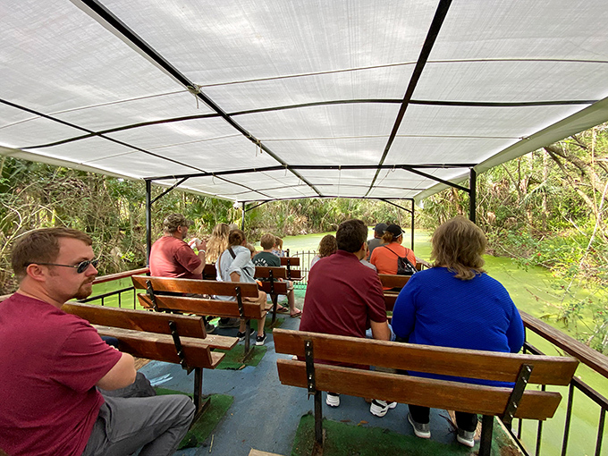 The Jungle Swamp Cruise: where visitors trade air conditioning for authentic Florida wilderness views. Worth every drop of perspiration!