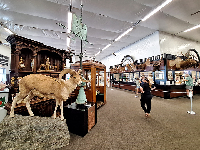 Wildlife meets retail therapy. The taxidermy collection rivals natural history museums, with specimens that seem frozen mid-story.