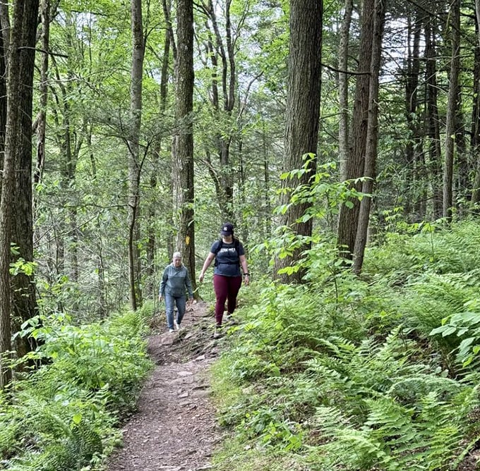 Hikers navigate the well-worn path, surrounded by Pennsylvania's lush understory &ndash; the forest's version of rolling out the green carpet.