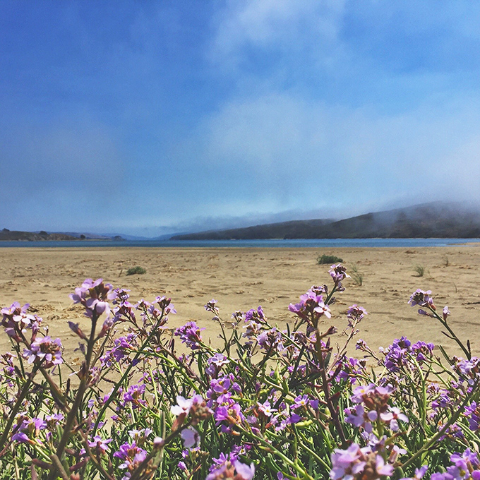 California poppies throw their own festival here, no tickets required, just good timing and luck.