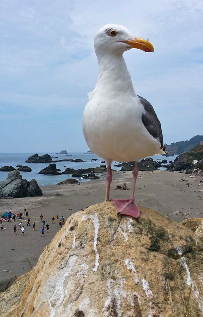 Excuse me, do you have a moment to talk about beach etiquette? This seagull looks ready to give a TED talk on proper shoreline behavior.