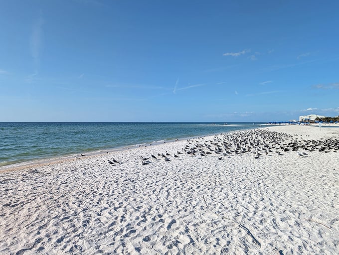 Hundreds of seabirds gather for their daily social hour on this pristine Gulf Coast paradise.