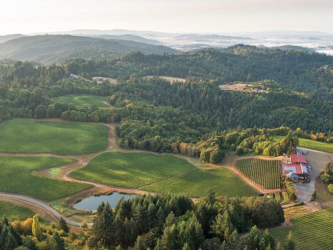 Aerial views reveal vineyard patterns that look like nature's own patchwork quilt spread across valleys.