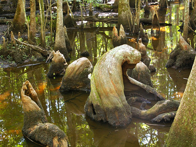 Nature's sculpture garden! These twisted cypress knees look like they're auditioning for roles in the next fantasy epic&mdash;Tolkien would approve!