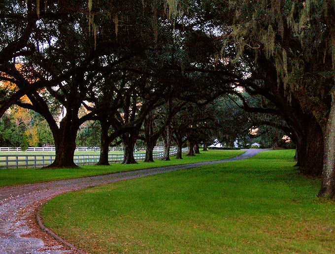Goose Creek's tree-lined entrance roads welcome you home with Southern charm. These majestic oaks create natural tunnels that feel like nature's welcome mat.