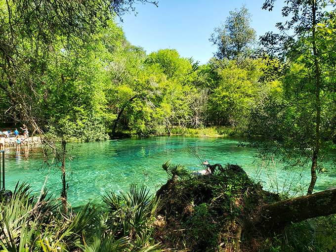 "The original lazy river! Ichetucknee's turquoise pathway winds through a forest that looks like it's hosting a green convention."