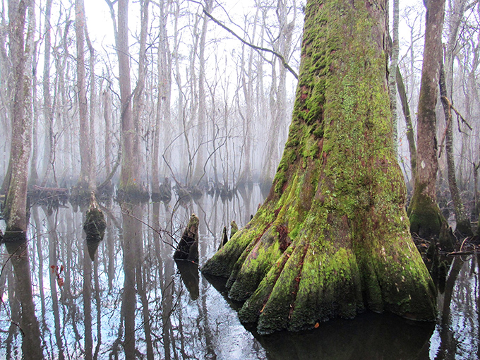 Misty morning masterpiece! This moss-draped cypress giant stands like an ancient sentinel guarding secrets in a primordial soup of stillness.