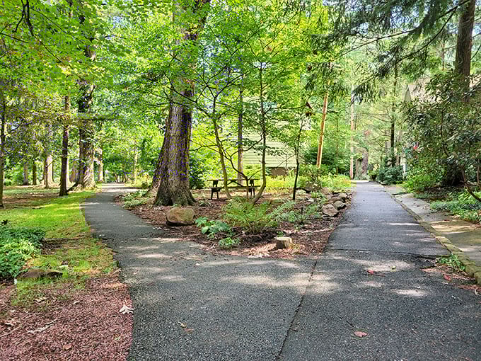 Quiet paths winding through centuries-old trees. The kind of place that makes you want to disconnect from everything digital.