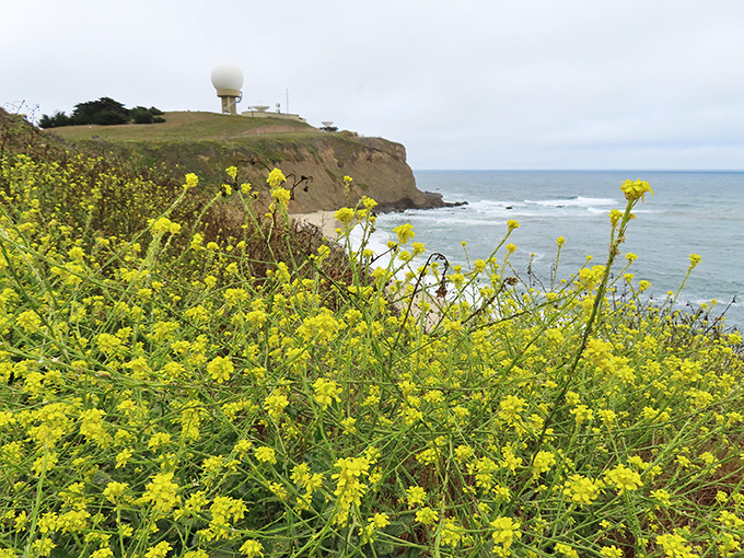 The wildflowers of Ross' Cove soften the stark cliffs, while the ocean whispers below&mdash;a scene worthy of any film&rsquo;s final frame.