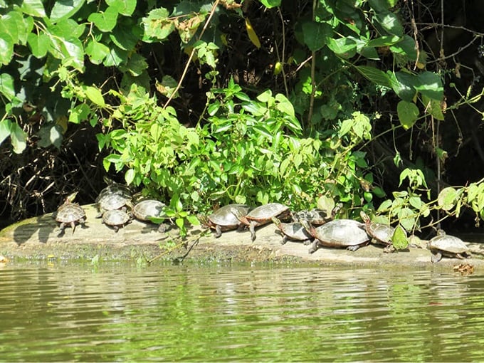 Turtle sunbathing society in full session! These shelled sunbathers have claimed the prime lakeside real estate for their daily vitamin D ritual.