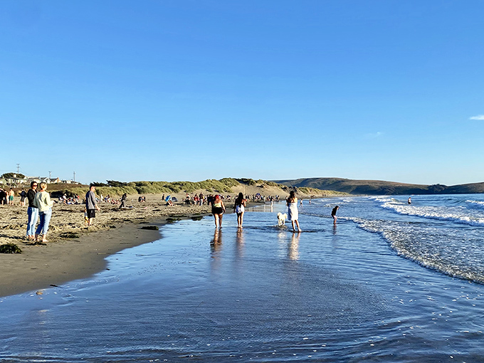 Beach therapy in session: where dogs, kids, and adults alike remember what life was like before screen time dominated our existence.