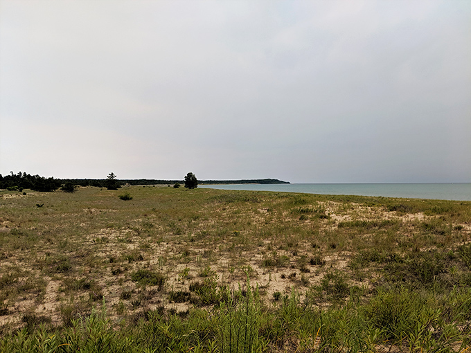 Dune grasses dance in the breeze while Lake Michigan stretches to the horizon, a landscape painting that somehow forgot it wasn't real.