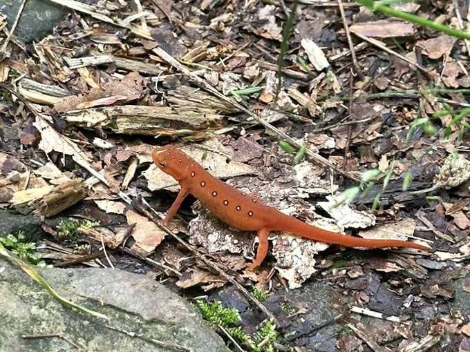 Meet the Eastern Newt, Pennsylvania's tiny orange trailblazer, sporting spots that look like nature's own connect-the-dots puzzle.
